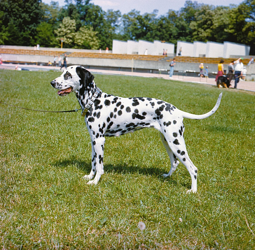 dalmatinas - Visuotinė lietuvių enciklopedija