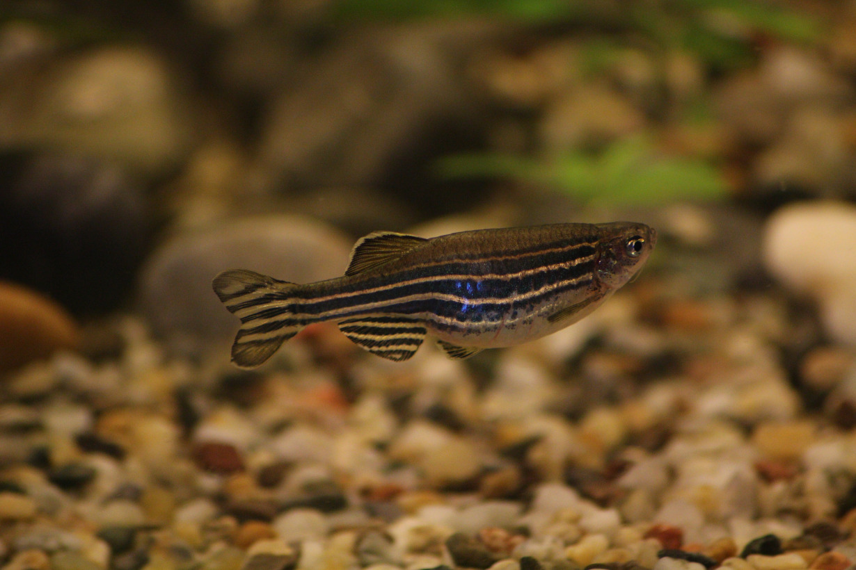 danijos - Visuotinė lietuvių enciklopedija