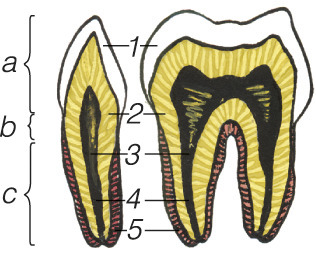 dantys - Visuotinė lietuvių enciklopedija
