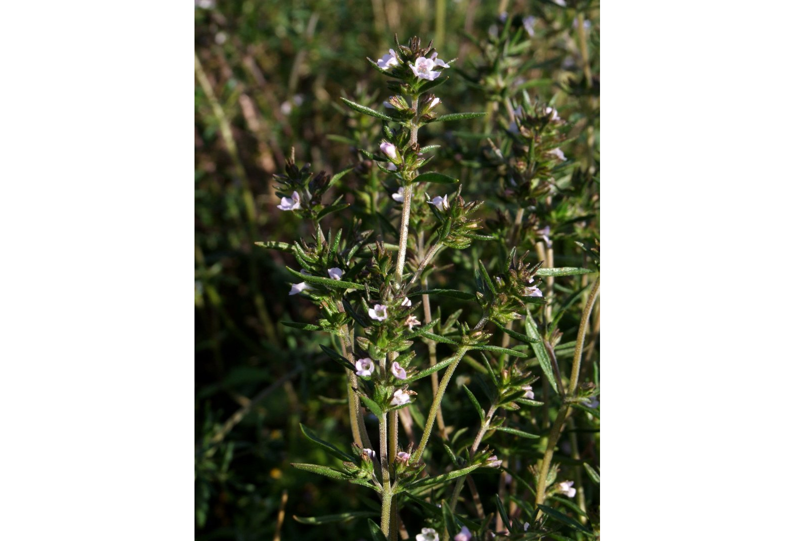 dašis - Visuotinė lietuvių enciklopedija