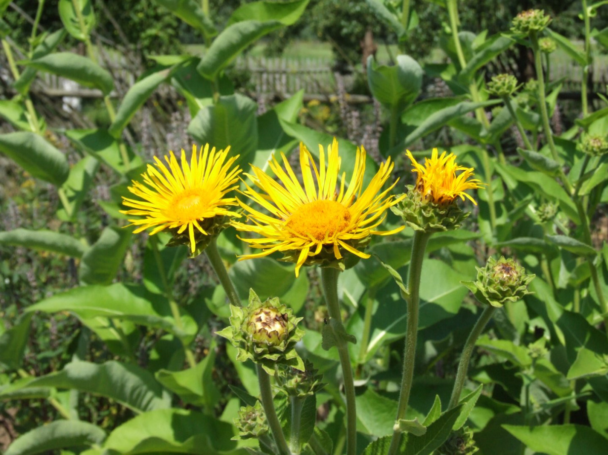 debesylas - Visuotinė lietuvių enciklopedija