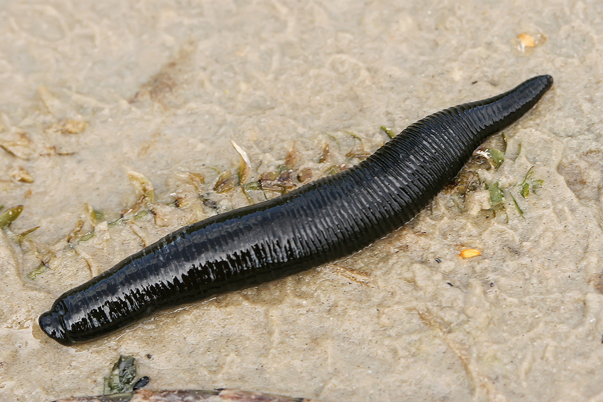 dėlės - Visuotinė lietuvių enciklopedija