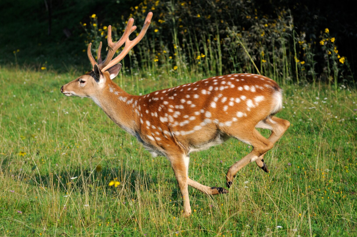 dėmėtasis elnias - Visuotinė lietuvių enciklopedija