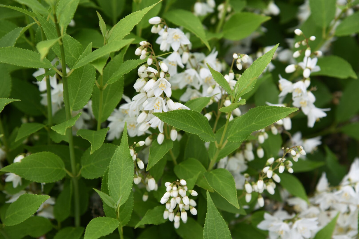 deucija - Visuotinė lietuvių enciklopedija