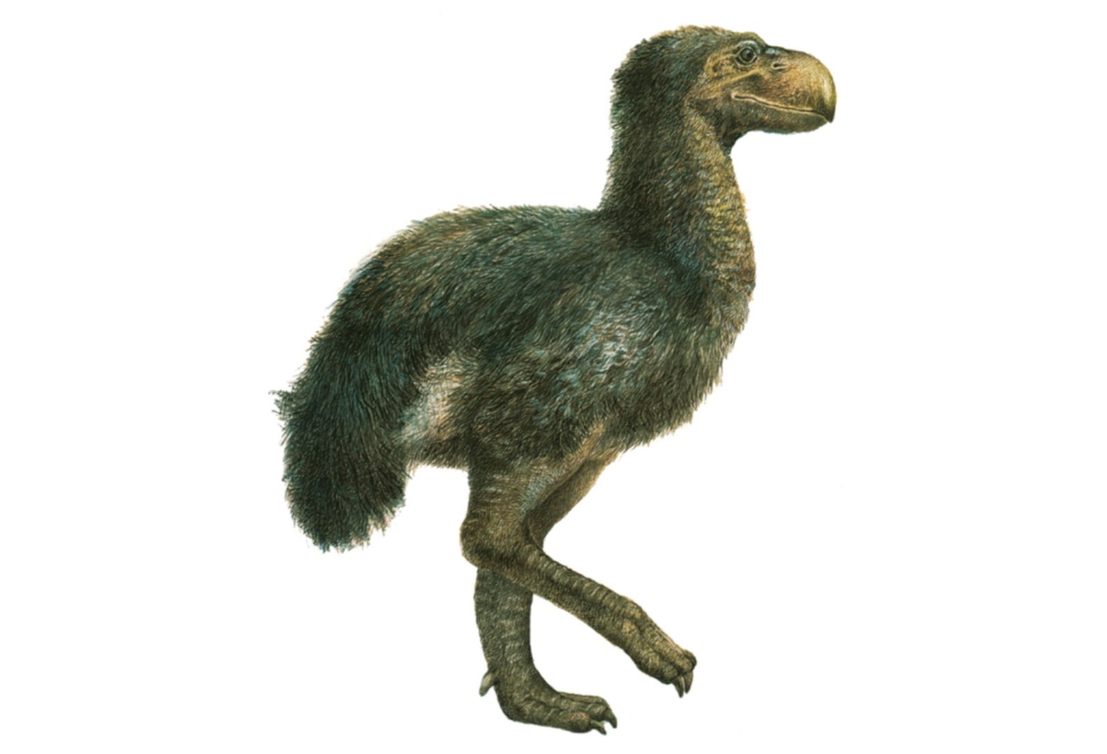 diatrima - Visuotinė lietuvių enciklopedija