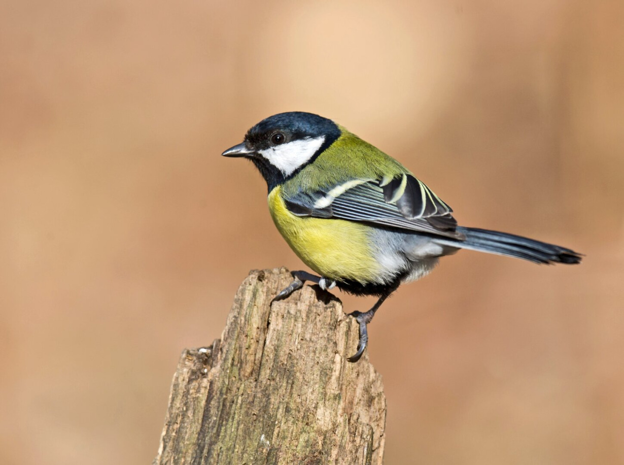 didžioji zylė - Visuotinė lietuvių enciklopedija