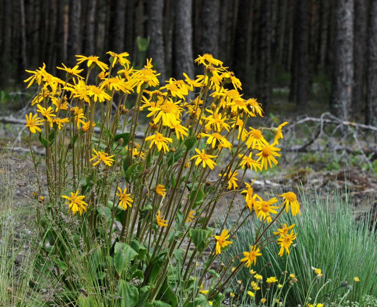 arnika - Visuotinė lietuvių enciklopedija