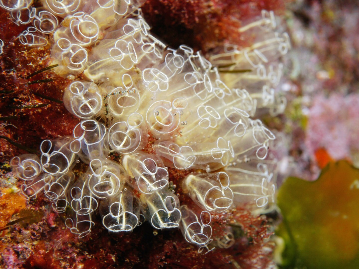 ascidijos - Visuotinė lietuvių enciklopedija