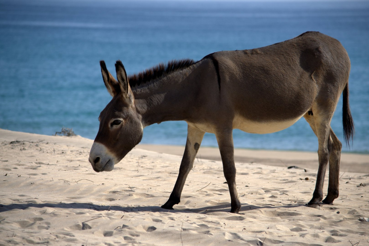 asilas - Visuotinė lietuvių enciklopedija