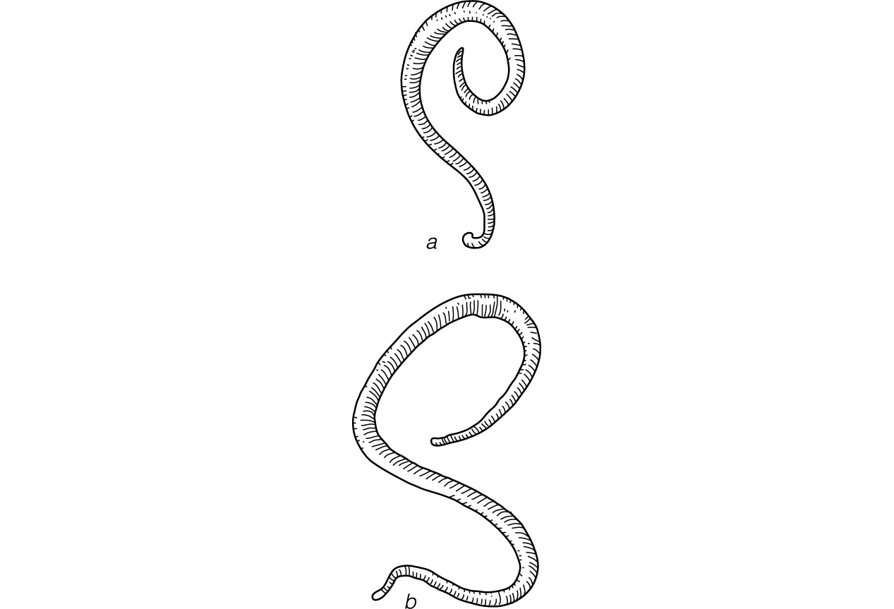 askaridės - Visuotinė lietuvių enciklopedija