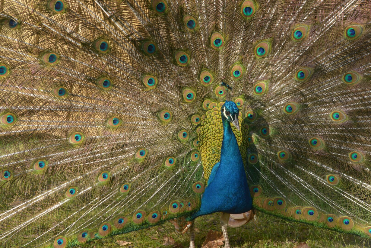 povai - Visuotinė lietuvių enciklopedija