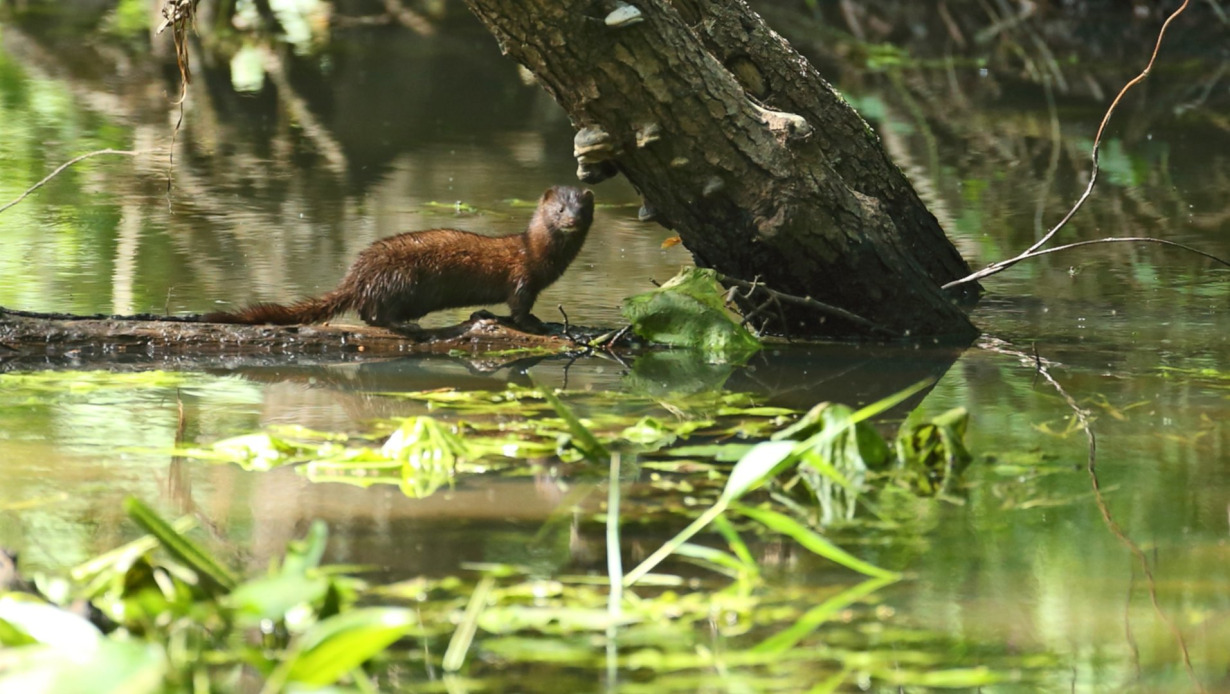audinės - Visuotinė lietuvių enciklopedija