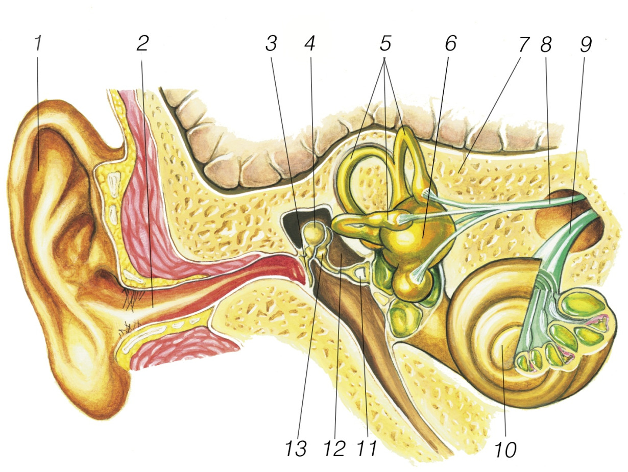 ausis - Visuotinė lietuvių enciklopedija