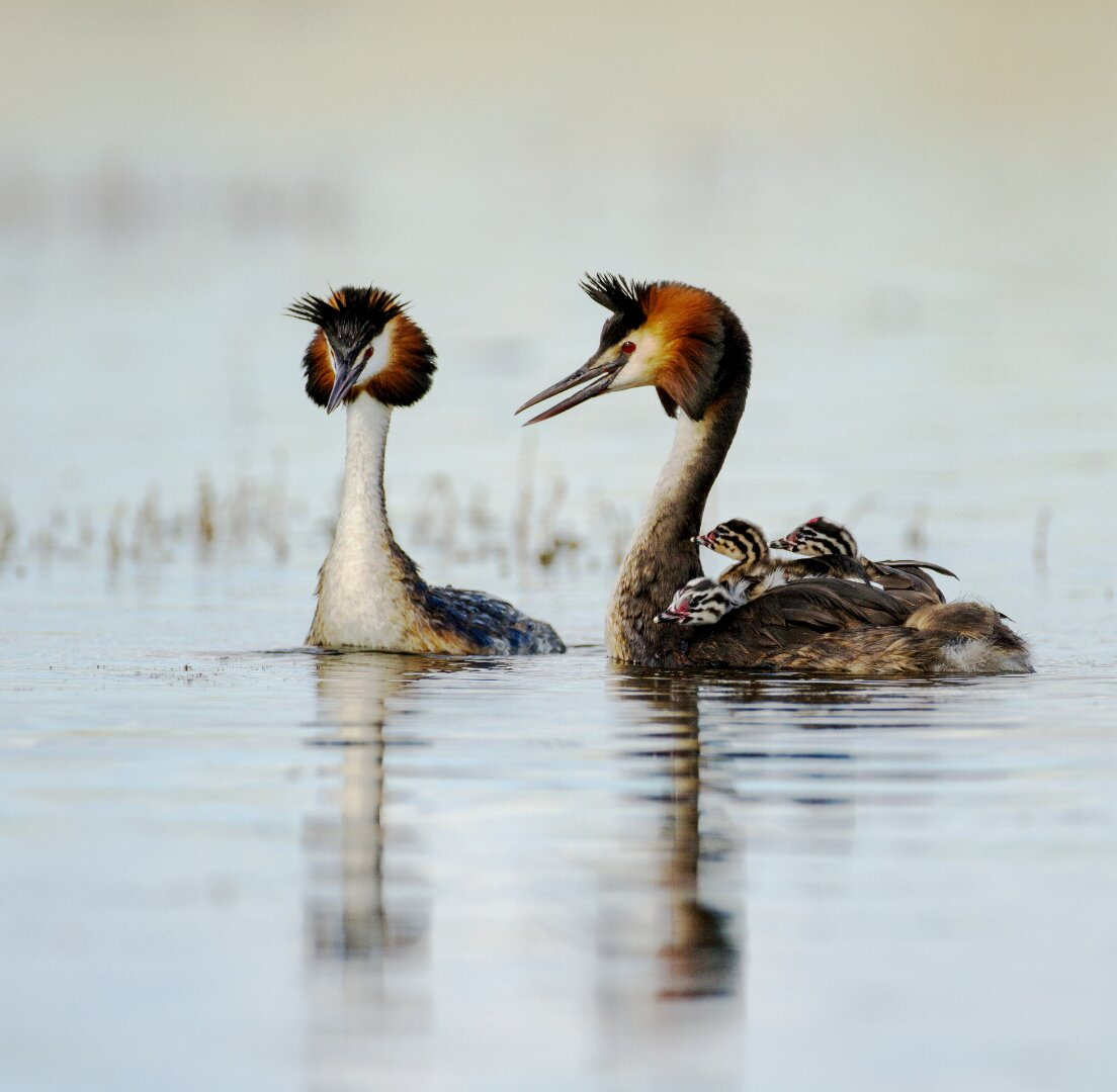ausuotasis kragas - Visuotinė lietuvių enciklopedija