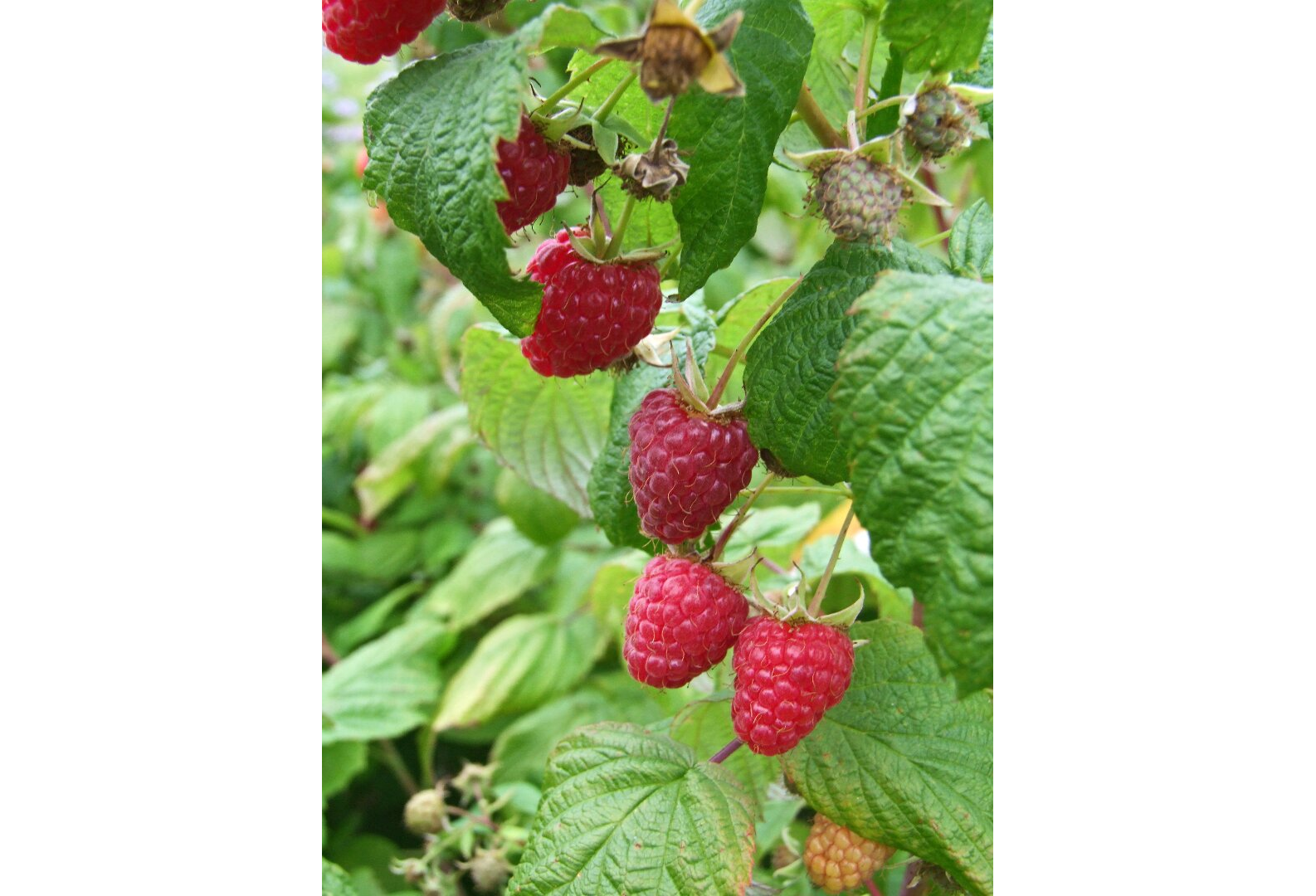 avietė - Visuotinė lietuvių enciklopedija