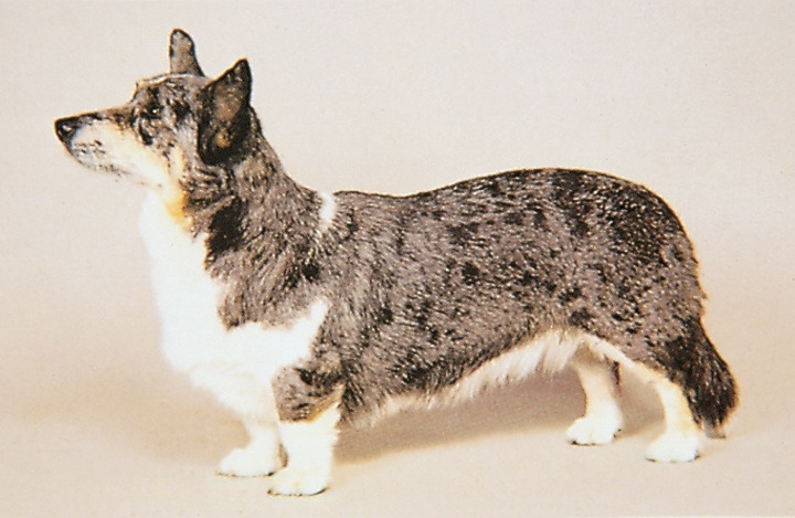 aviganiai - Visuotinė lietuvių enciklopedija