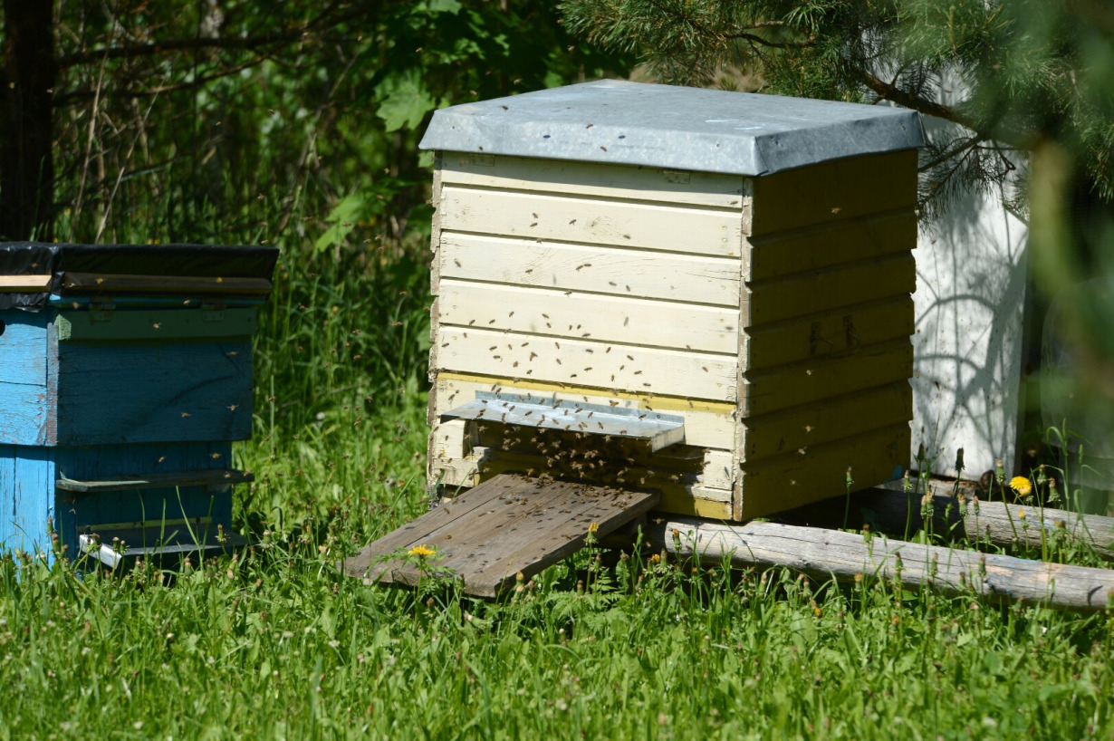 avilys - Visuotinė lietuvių enciklopedija