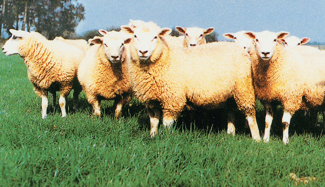 avys - Visuotinė lietuvių enciklopedija