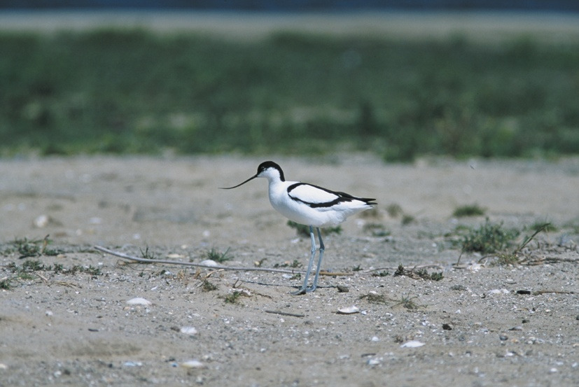 avocetiniai - Visuotinė lietuvių enciklopedija
