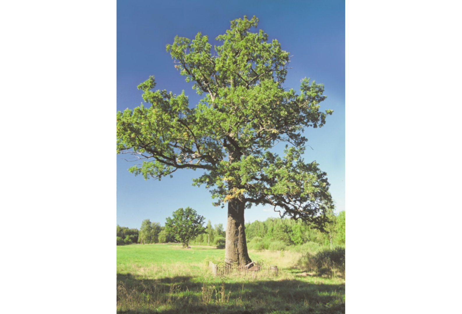 ąžuolas - Visuotinė lietuvių enciklopedija