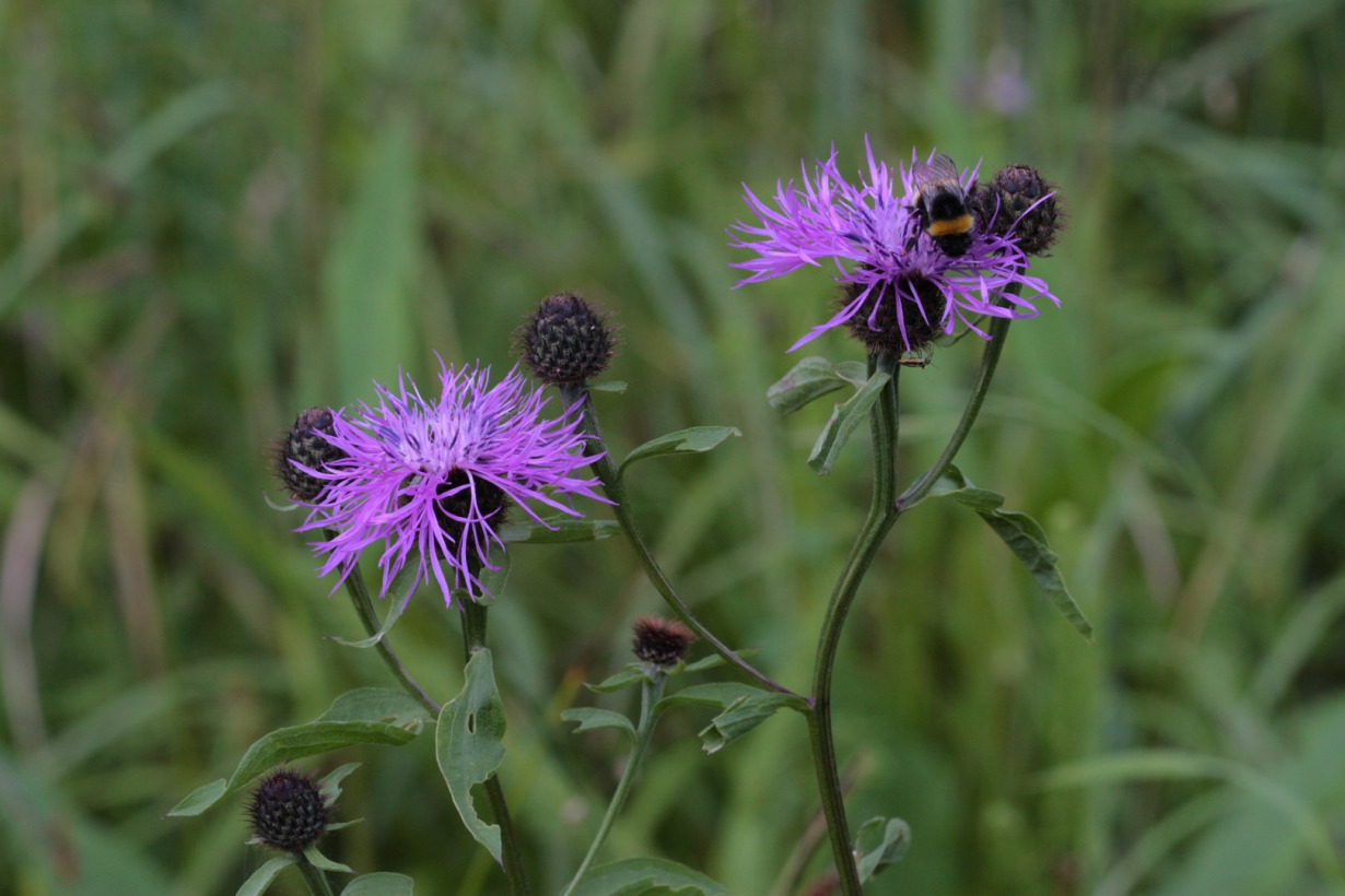 bajorė - Visuotinė lietuvių enciklopedija