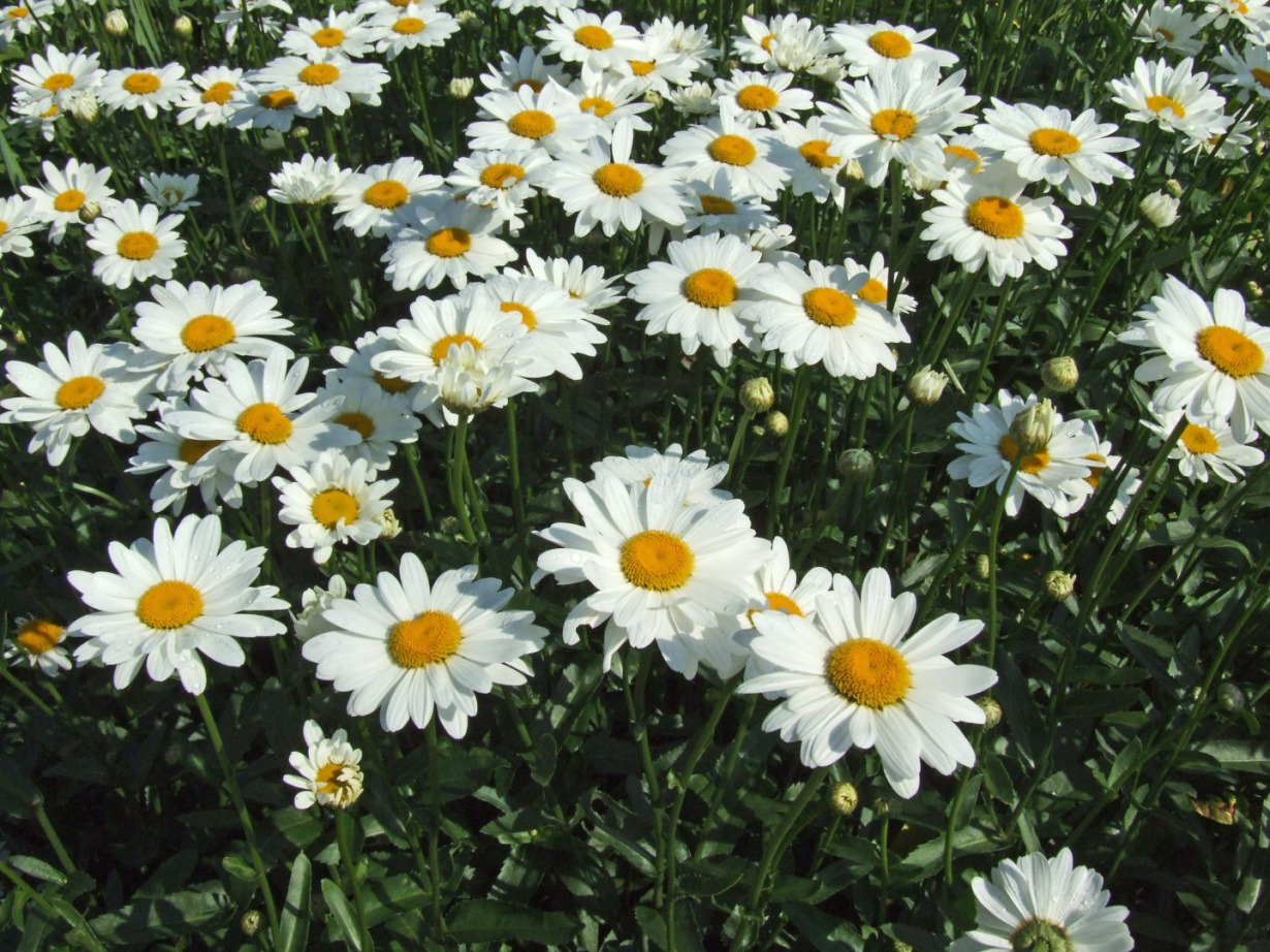 baltagalvė - Visuotinė lietuvių enciklopedija