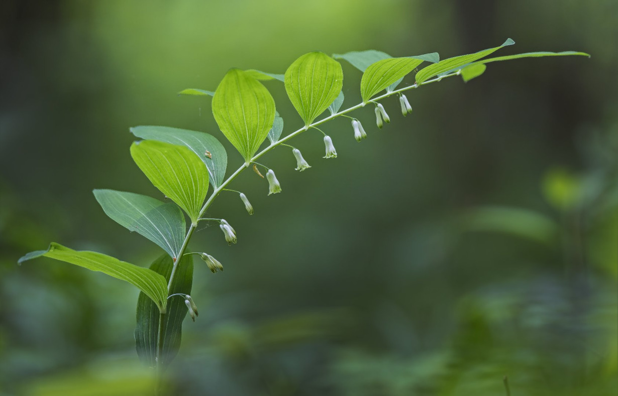 baltašaknė - Visuotinė lietuvių enciklopedija