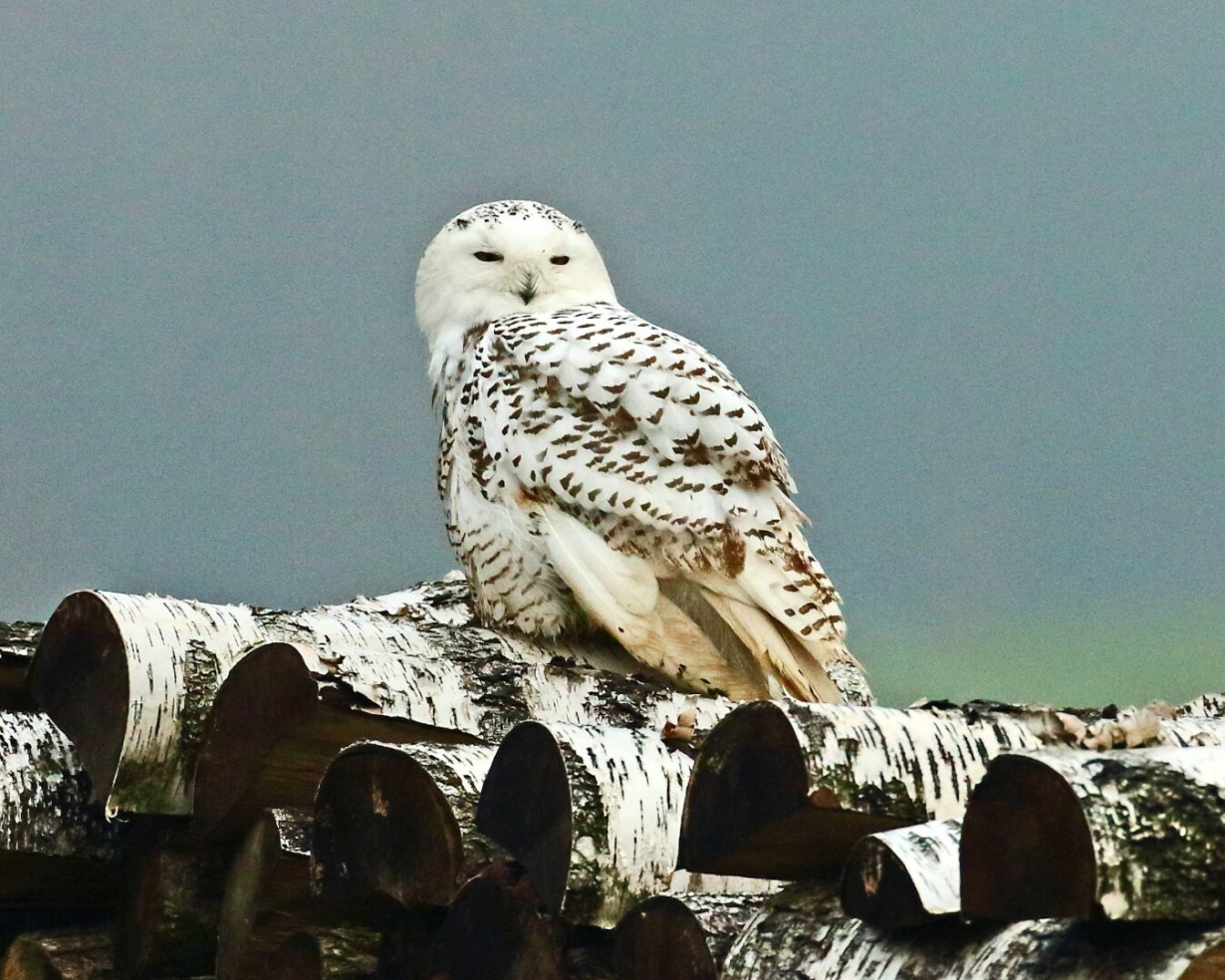 baltoji pelėda - Visuotinė lietuvių enciklopedija