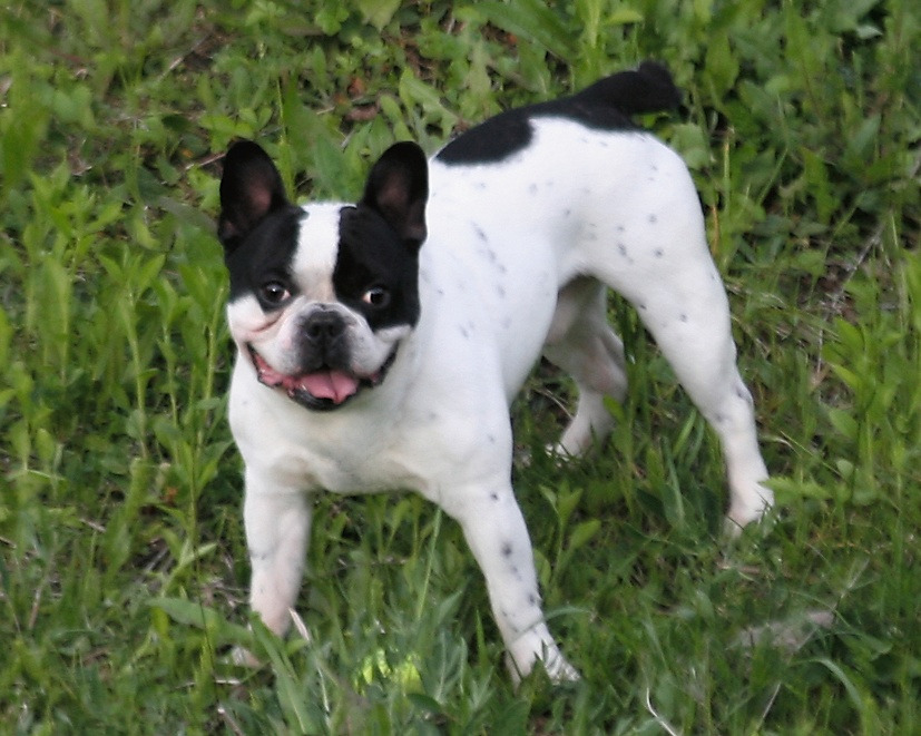 prancūzų buldogai - Visuotinė lietuvių enciklopedija