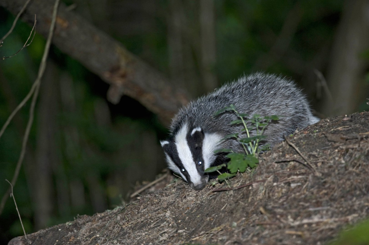 barsukas - Visuotinė lietuvių enciklopedija