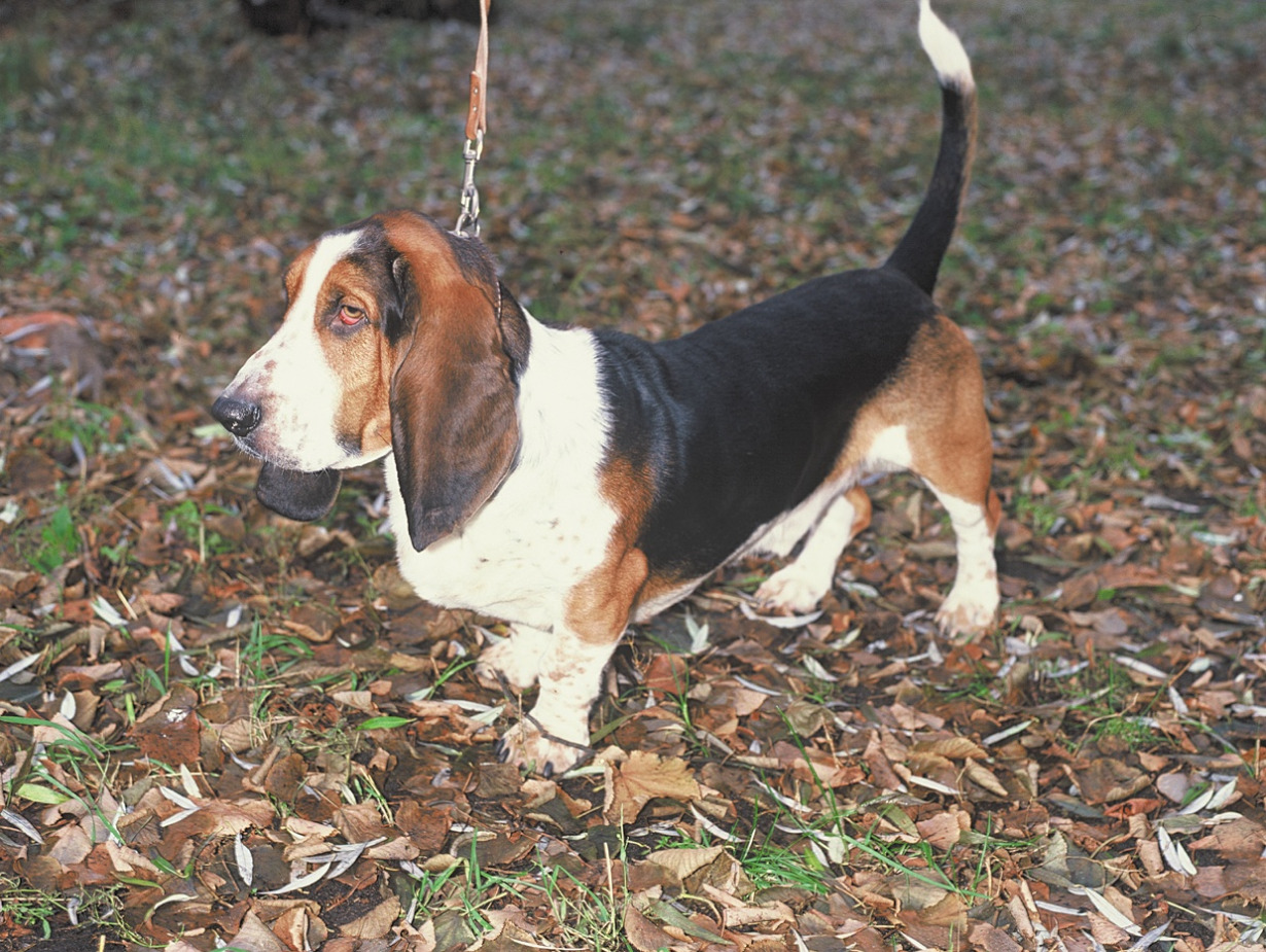 basetai - Visuotinė lietuvių enciklopedija