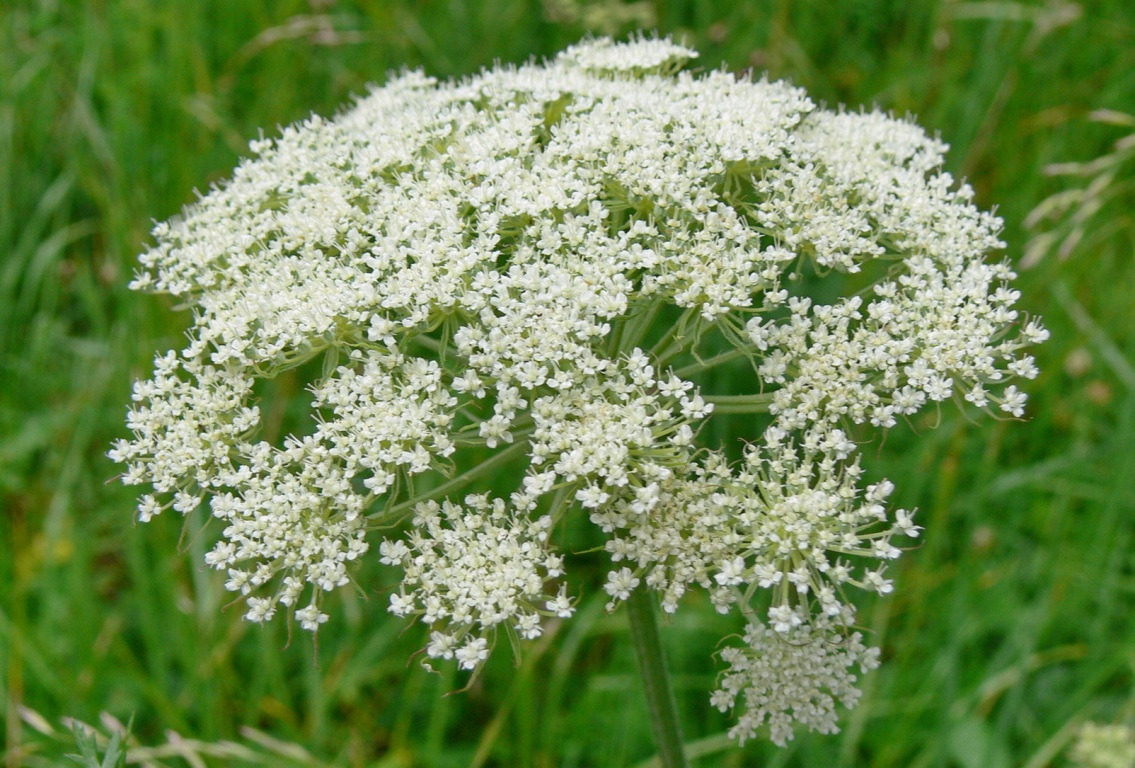 begalis - Visuotinė lietuvių enciklopedija