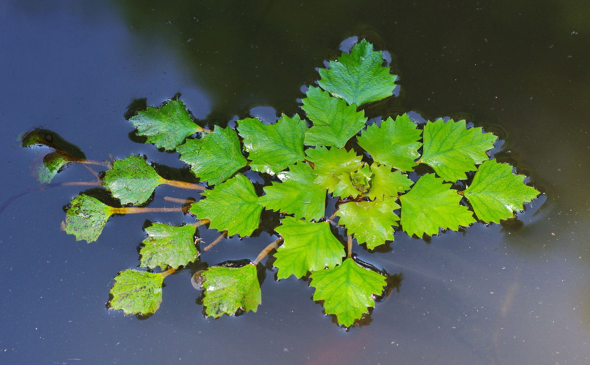 agaras - Visuotinė lietuvių enciklopedija