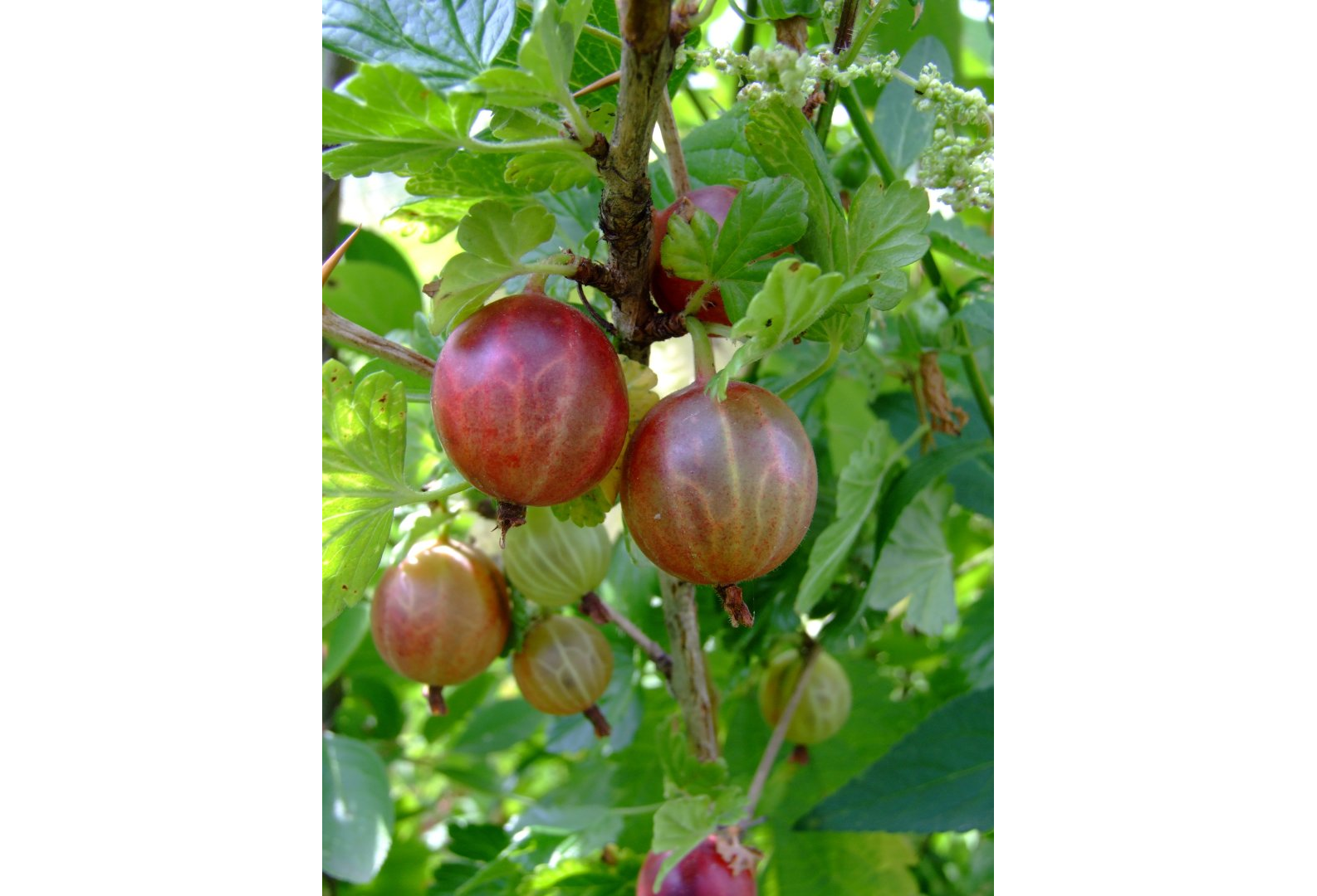 agrastai - Visuotinė lietuvių enciklopedija