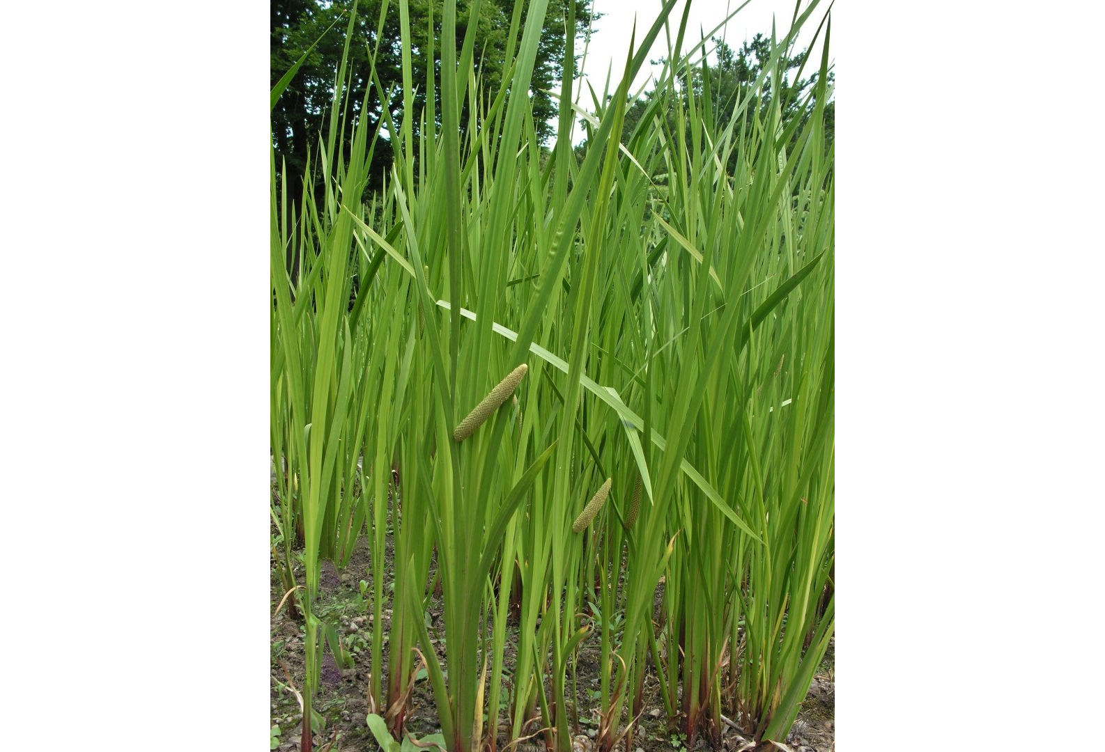 ajeras - Visuotinė lietuvių enciklopedija