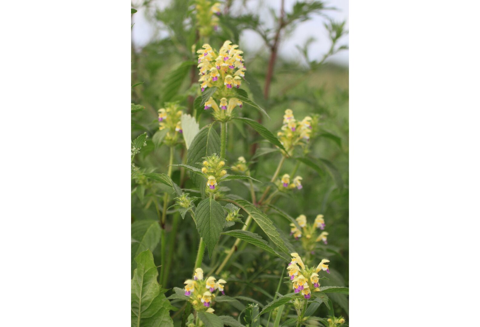 aklė - Visuotinė lietuvių enciklopedija