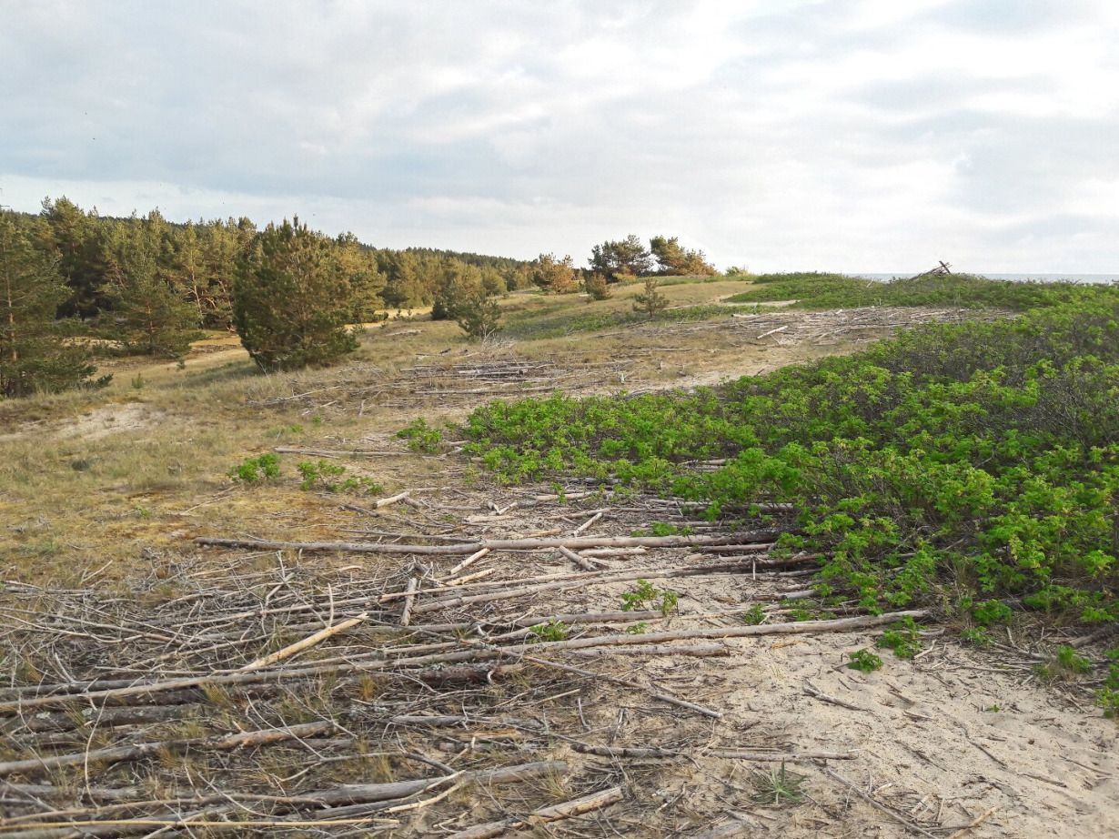 akumuliacinis reljefas - Visuotinė lietuvių enciklopedija
