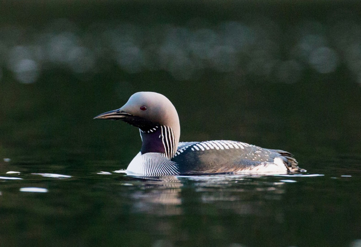 narai - Visuotinė lietuvių enciklopedija