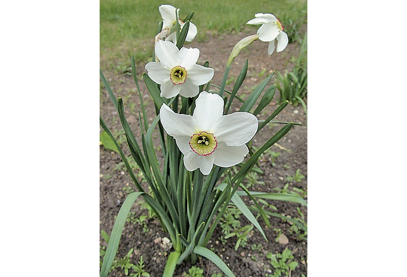 narcizas - Visuotinė lietuvių enciklopedija