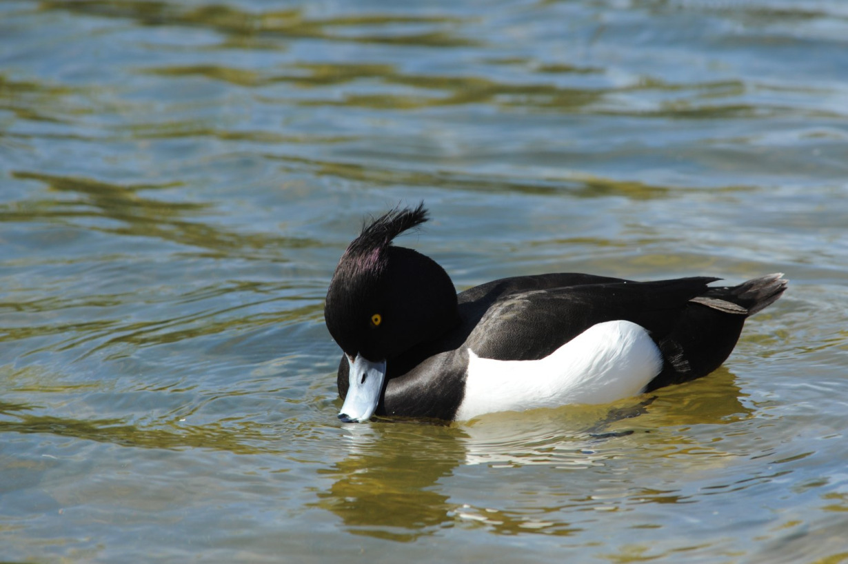 nardančiosios antys - Visuotinė lietuvių enciklopedija