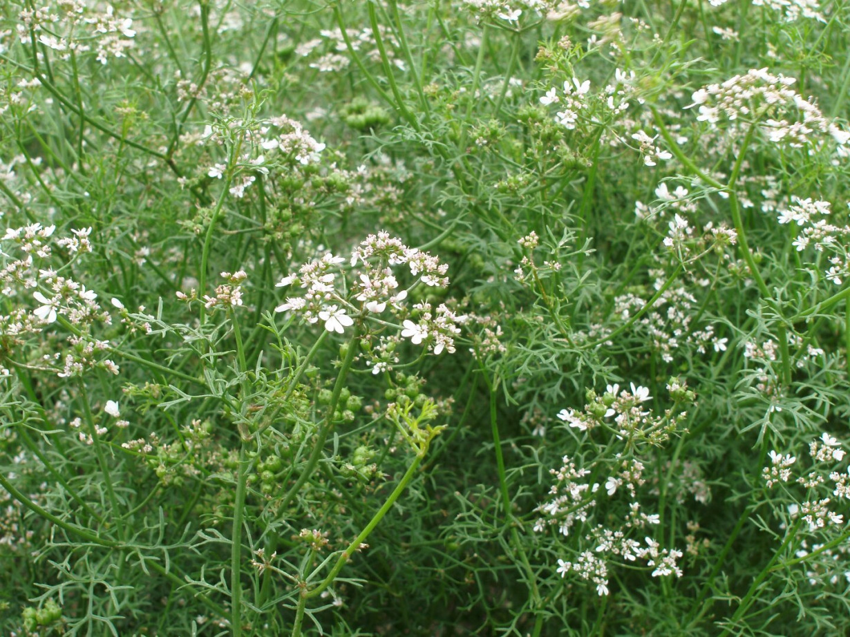 aliejiniai augalai - Visuotinė lietuvių enciklopedija