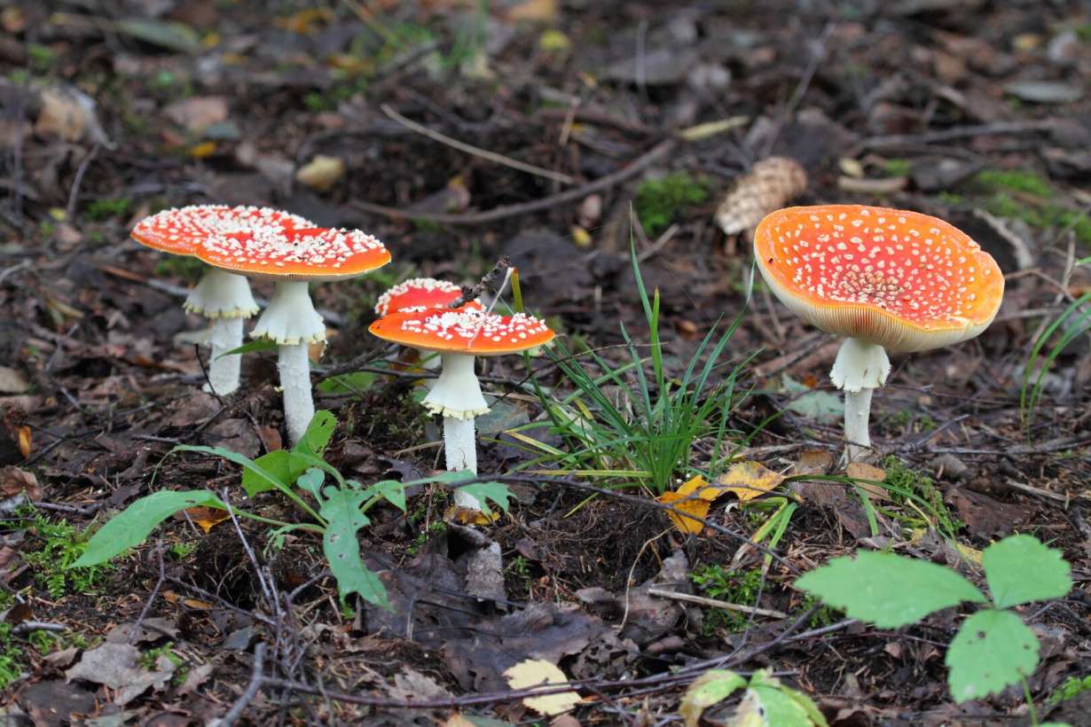 narkotiniai grybai - Visuotinė lietuvių enciklopedija