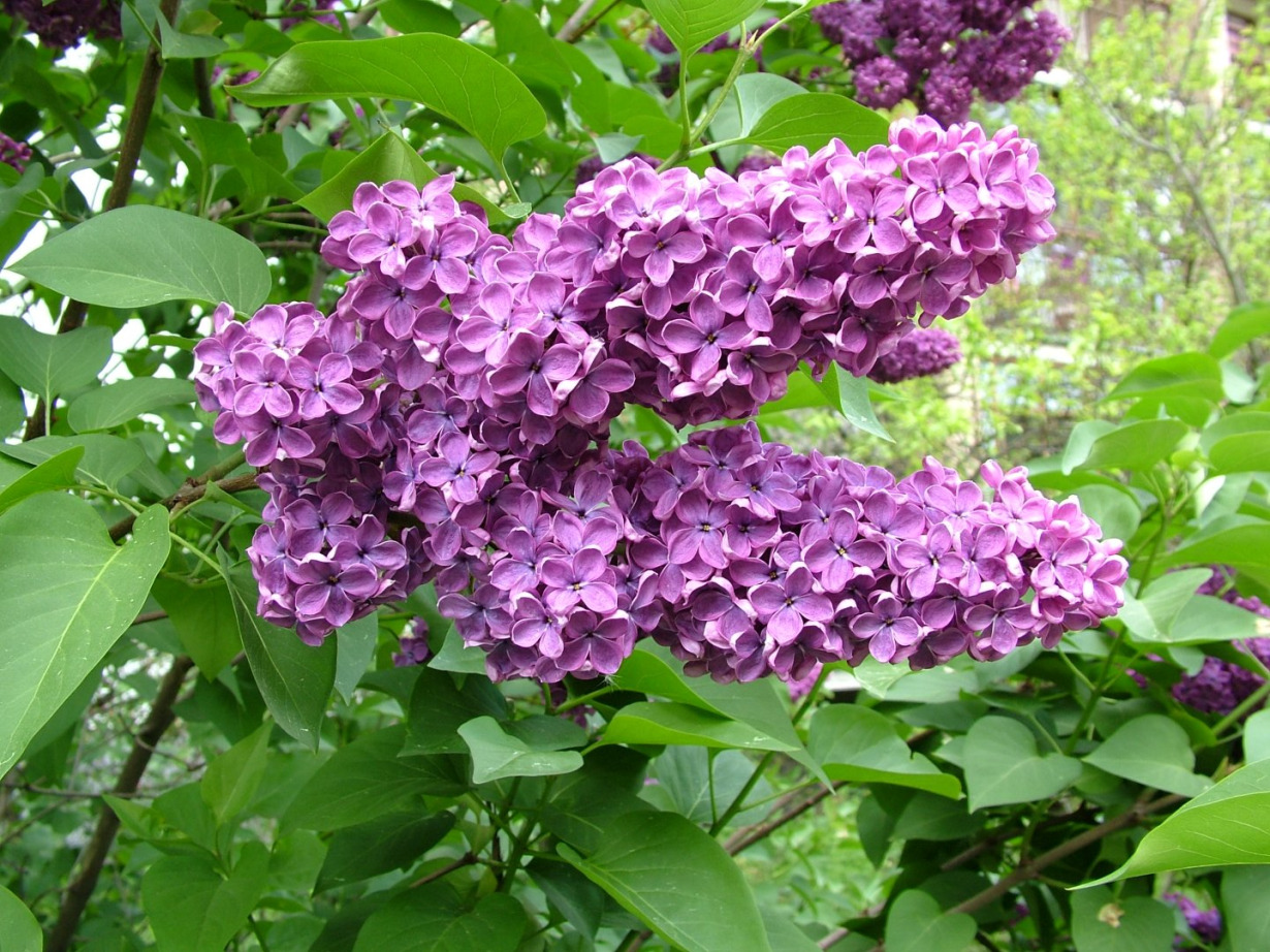 alyvos - Visuotinė lietuvių enciklopedija