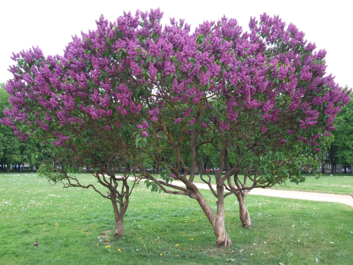 alyvos - Visuotinė lietuvių enciklopedija