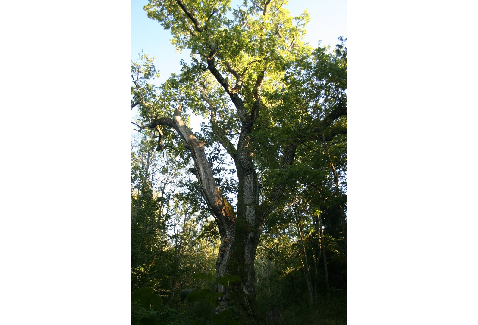 Alkūnų ąžuolas - Visuotinė lietuvių enciklopedija