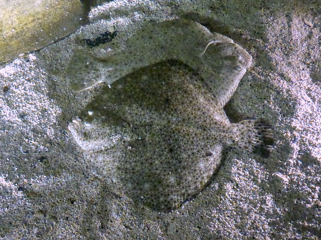 otas - Visuotinė lietuvių enciklopedija