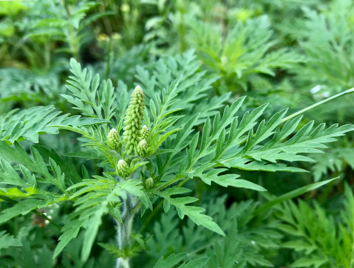 ambrozija - Visuotinė lietuvių enciklopedija