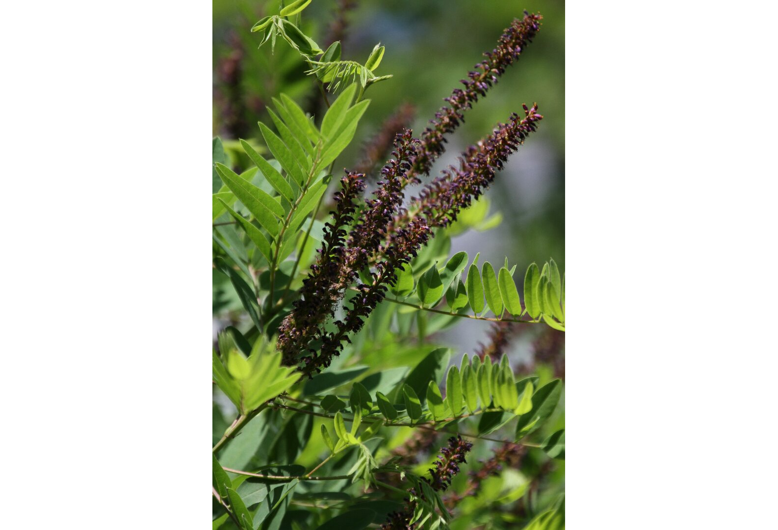 amorfa - Visuotinė lietuvių enciklopedija