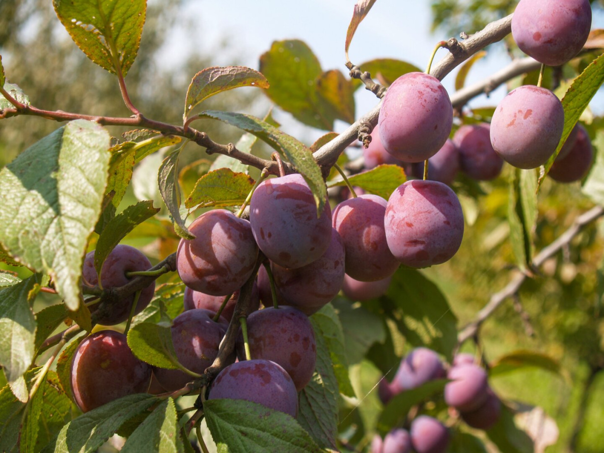 ‘Anna Späth’ - Visuotinė lietuvių enciklopedija