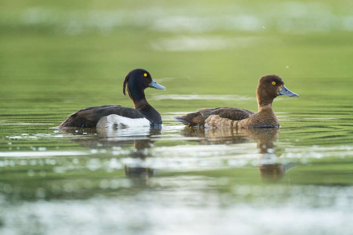 antys - Visuotinė lietuvių enciklopedija